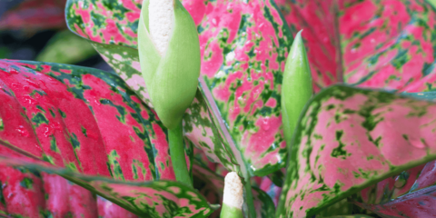 Chinese Evergreen Essentials and Symbolism | Platt Hill Nursery | Blog ...