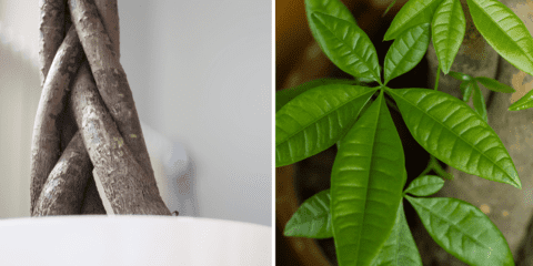Find Fortune with a Money Tree | Platt Hill Nursery | Blog & Advice