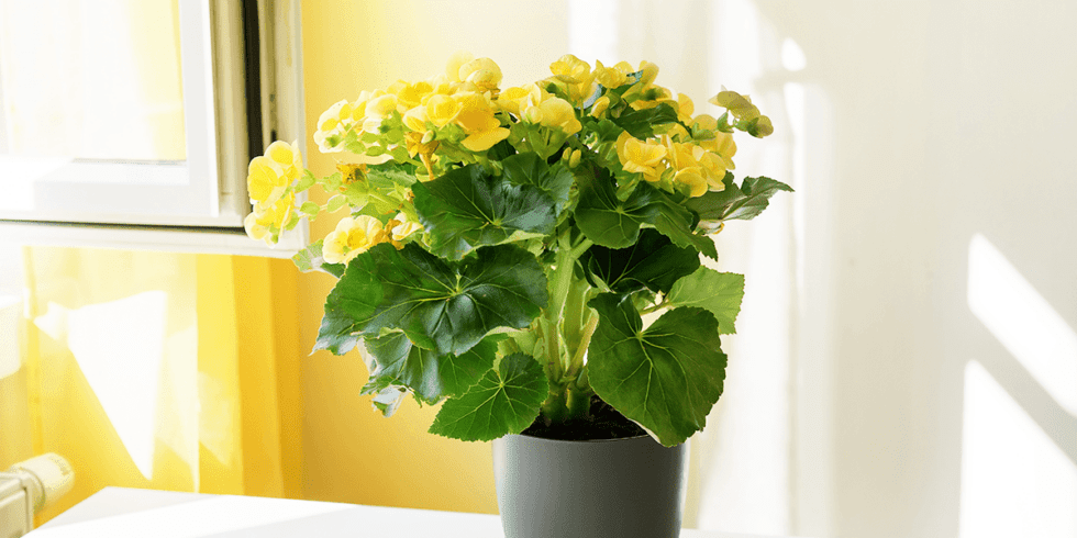 How to Grow Begonias as a Houseplant | Platt Hill Nursery | Blog & Advice