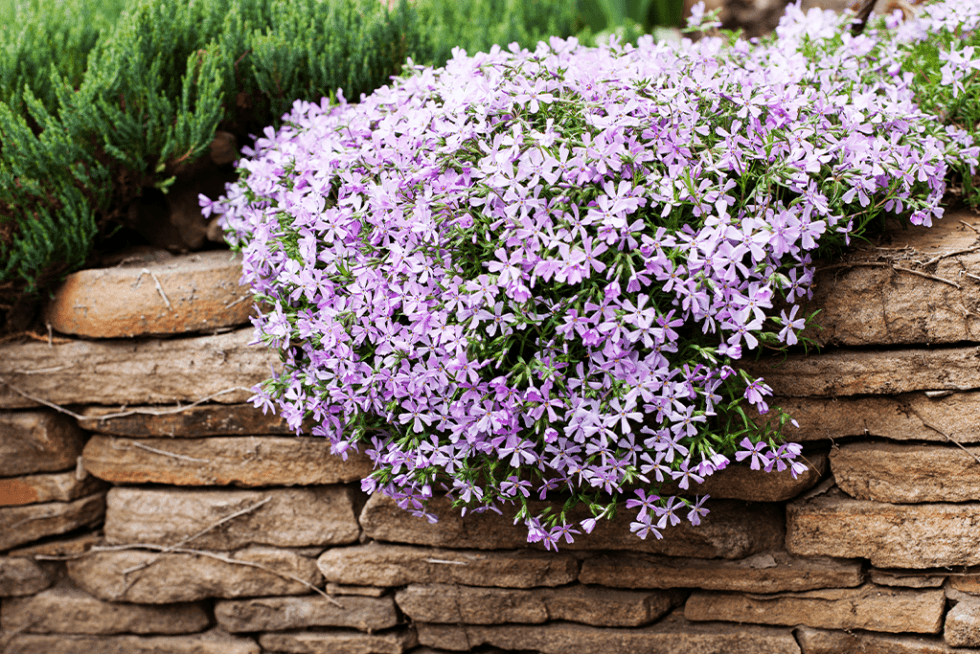 How to Incorporate Creeping Phlox into Your Landscape | Platt Hill ...