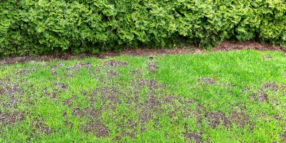 A Guide to Spring Lawn Care | Platt Hill Nursery