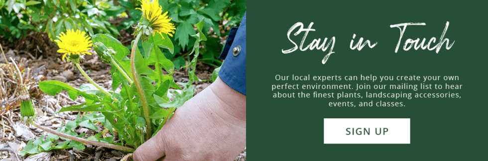 How to Remove Dandelions From Your Lawn For Good | Platt Hill Nursery ...