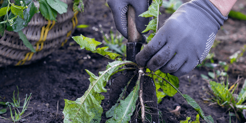 How to Remove Dandelions From Your Lawn For Good | Platt Hill Nursery ...