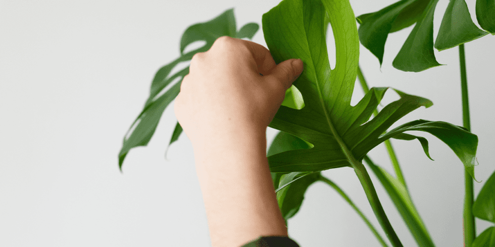 Everything You Need to Know About Neem Oil | Platt Hill Nursery | Blog ...