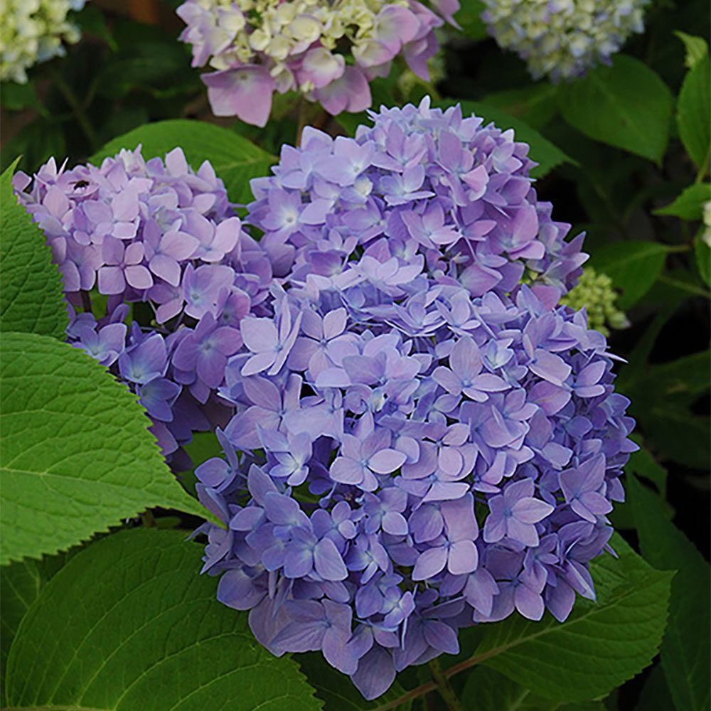 Endless Summer Hydrangea - Great blue or pink color for morning sun ...