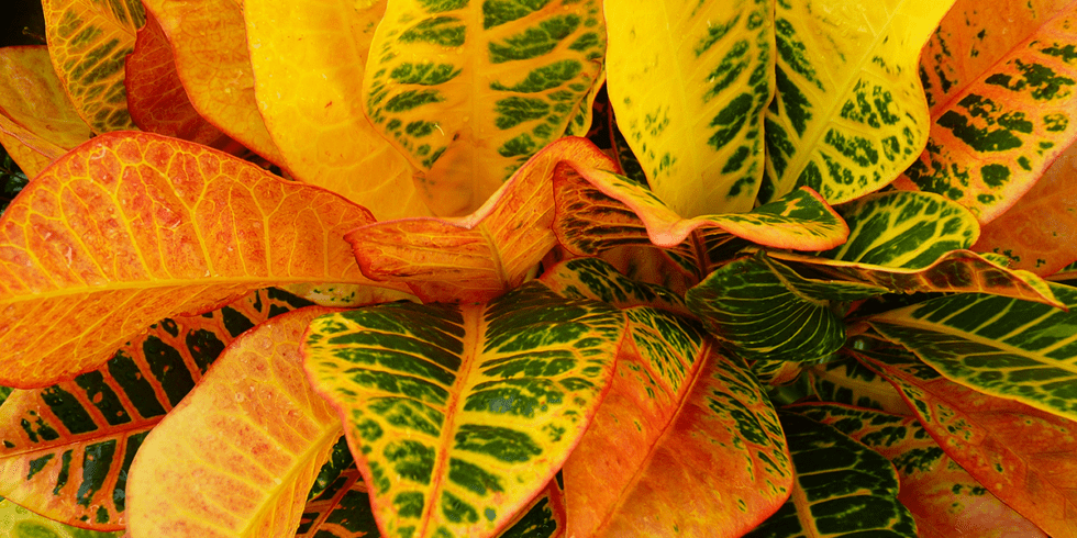 Something in the Orange: Atomic Tangerine Plants for the Landscape ...