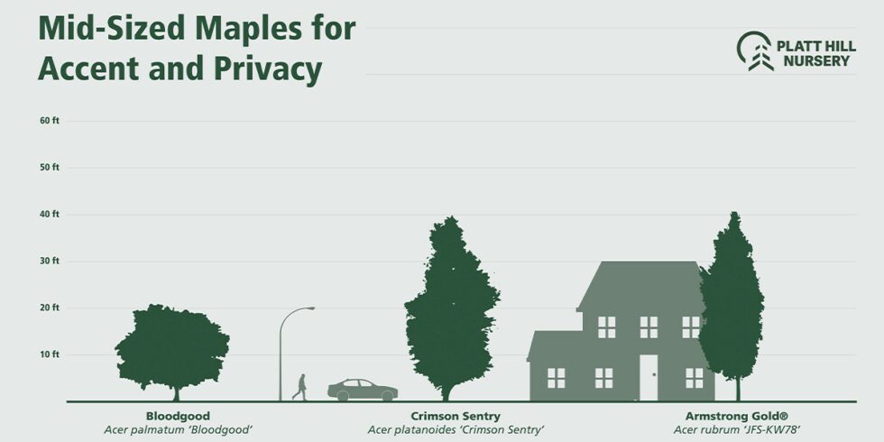 How to Choose the Right Maple Tree for Your Chicago Landscape | Platt ...