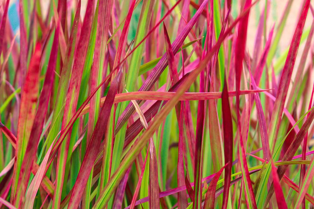 Articles | Blog & Advice | Platt Hill Nursery - Visit the plant experts ...