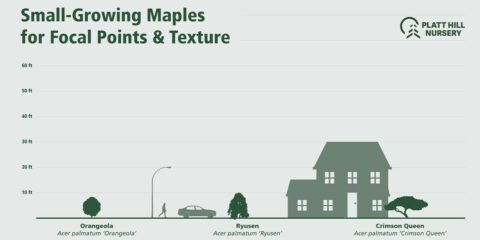 How to Choose the Right Maple Tree for Your Chicago Landscape | Platt ...