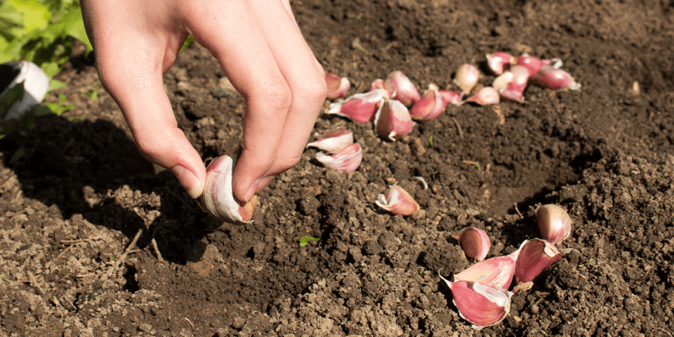 How to Grow Garlic in the Garden | Platt Hill Nursery | Blog & Advice