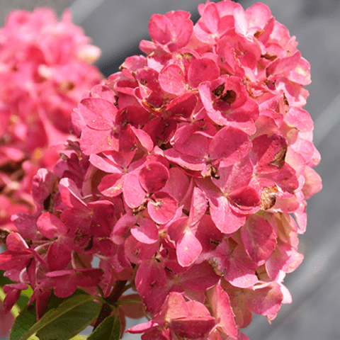Hydrangea Care: How to Grow & Care for Hydrangea Shrubs