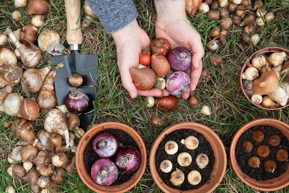 Design Inspiration for Your Spring Bulb Garden | Platt Hill Nursery ...