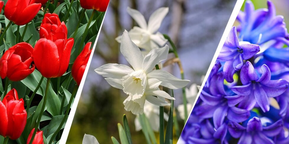 Design Inspiration for Your Spring Bulb Garden | Platt Hill Nursery ...