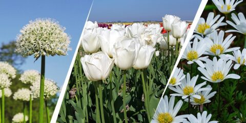 Design Inspiration for Your Spring Bulb Garden | Platt Hill Nursery ...