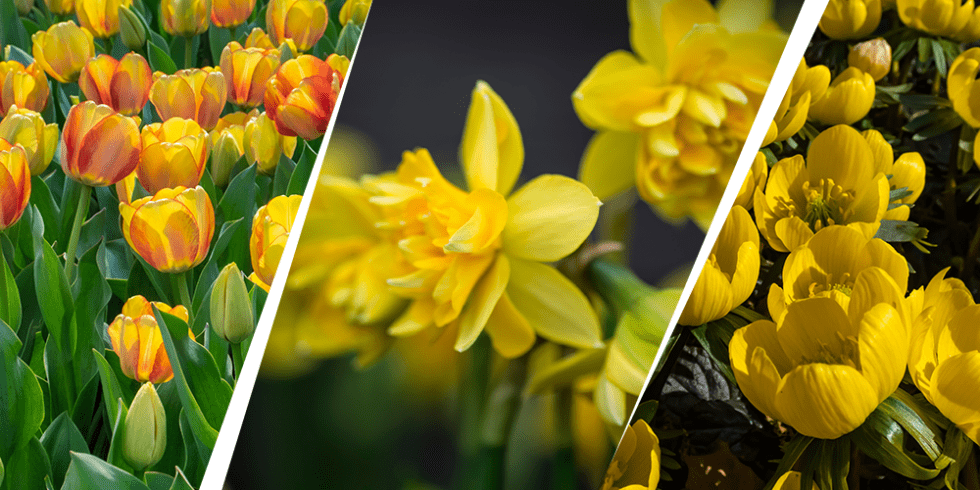 Design Inspiration for Your Spring Bulb Garden | Platt Hill Nursery ...