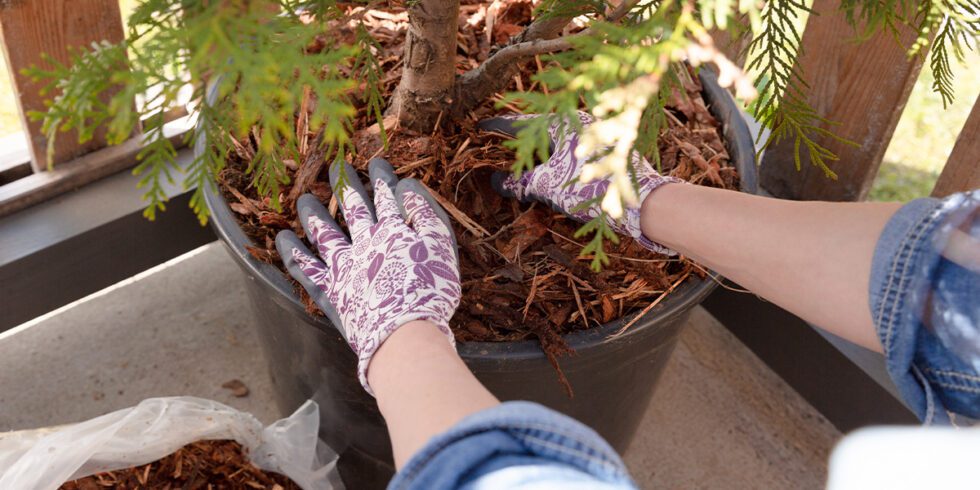 Tips To Keep Your Evergreens Safe From The Cold | Platt Hill Nursery ...