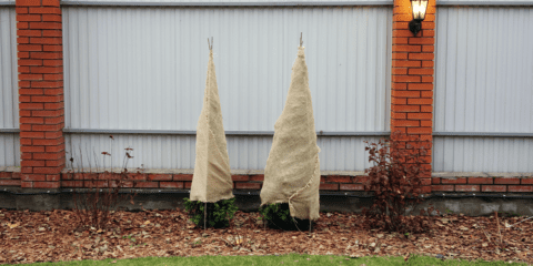 Tips To Keep Your Evergreens Safe From The Cold | Platt Hill Nursery ...
