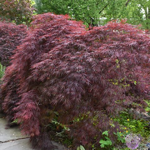 How to Choose the Right Maple Tree for Your Chicago Landscape | Platt ...