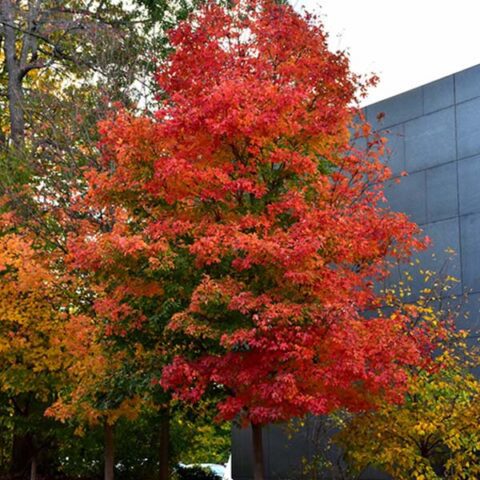 How to Choose the Right Maple Tree for Your Chicago Landscape | Platt ...