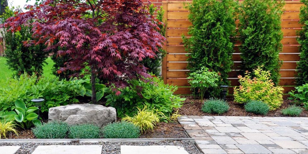 How to Choose the Right Maple Tree for Your Chicago Landscape | Platt ...