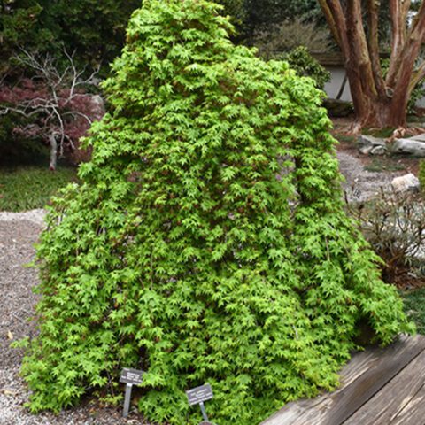 How to Choose the Right Maple Tree for Your Chicago Landscape | Platt ...