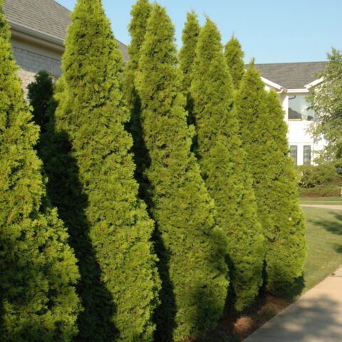 Evergreen Trees For Sale | Platt Hill Nursery