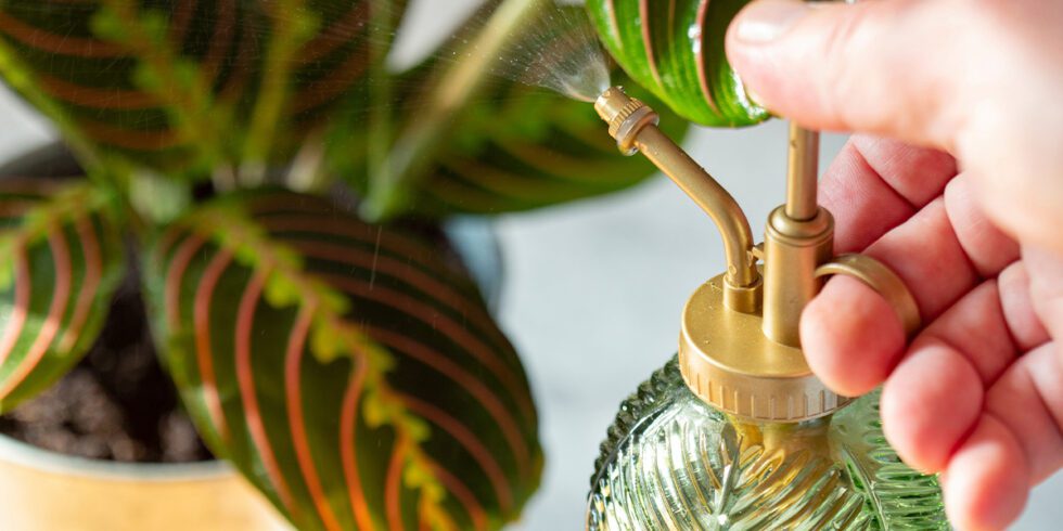 A Complete Guide to Growing Calatheas | Platt Hill Nursery | Blog & Advice