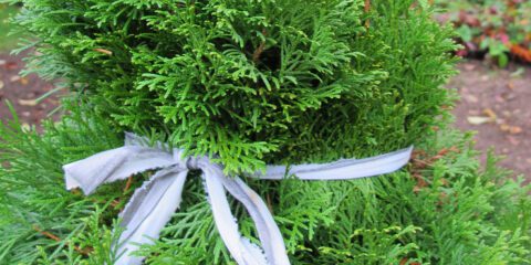 Managing Snow in Your Landscape without Damaging It | Platt Hill ...