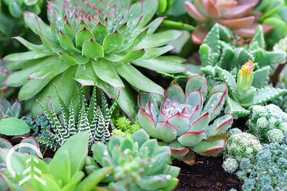 Bored Inside? Make a Succulent and Cactus Planter! | Platt Hill Nursery ...