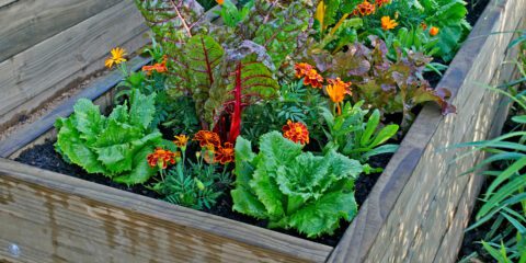 How To Plan for Companion Planting in Raised Beds | Platt Hill Nursery ...