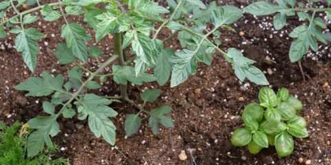 How To Plan for Companion Planting in Raised Beds | Platt Hill Nursery |Chicago | Blog & Advice