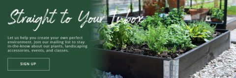 How To Plan for Companion Planting in Raised Beds | Platt Hill Nursery ...