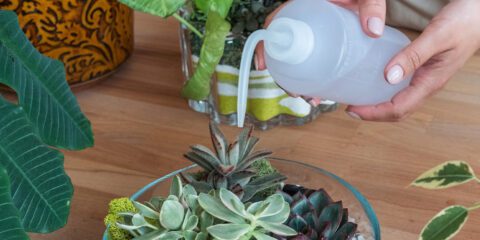 Bored Inside? Make a Succulent and Cactus Planter! | Platt Hill Nursery ...