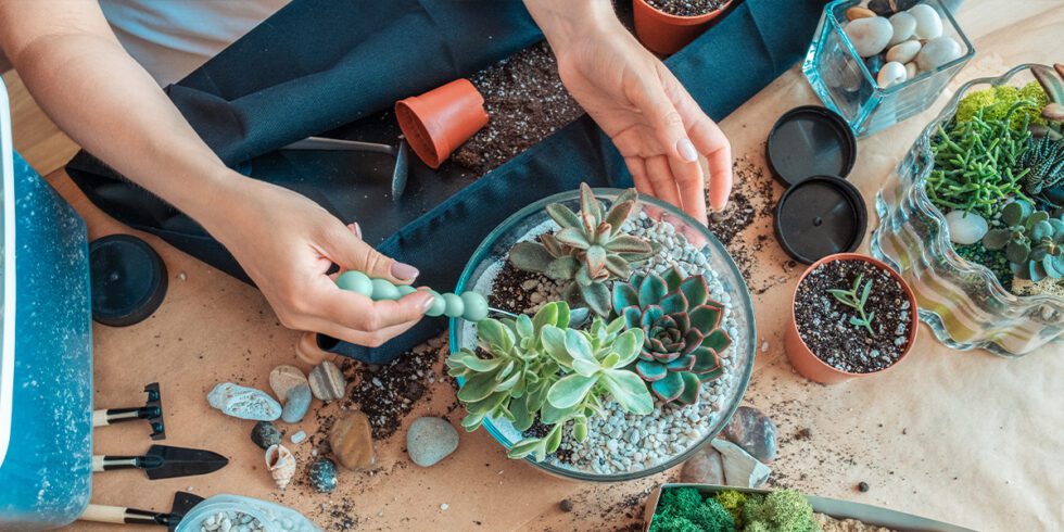 Bored Inside? Make a Succulent and Cactus Planter! | Platt Hill Nursery ...