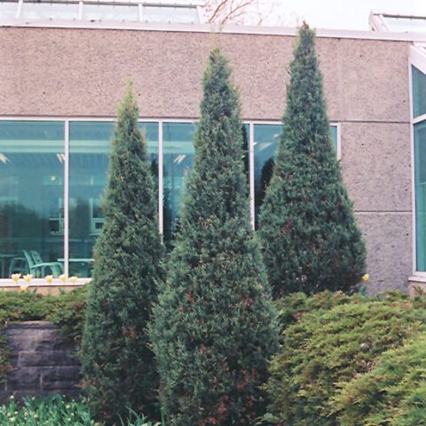 Skyrocket Juniper | Platt Hill Nursery