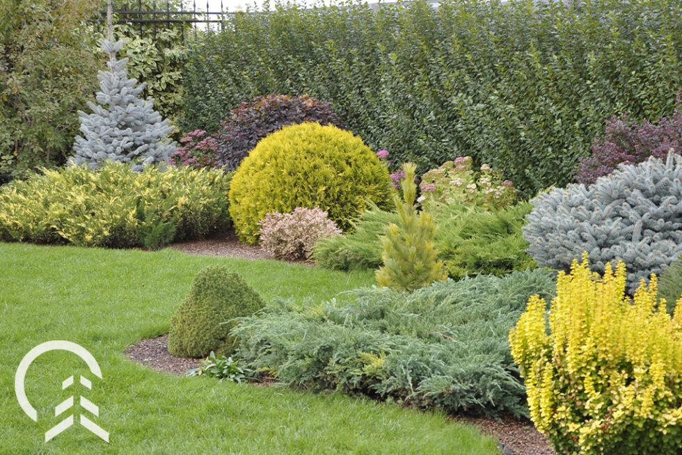 First Year Care for Newly-Planted Shrubs in Chicago | Platt Hill ...