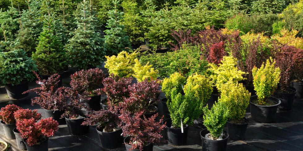 First Year Care for Newly-Planted Shrubs in Chicago | Platt Hill ...