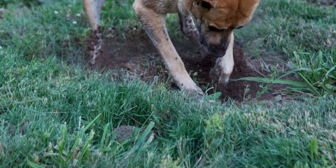 How to Mend Your Lawn from Dog Urine Spots