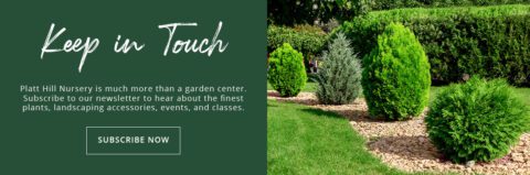First Year Care for Newly-Planted Shrubs in Chicago | Platt Hill ...