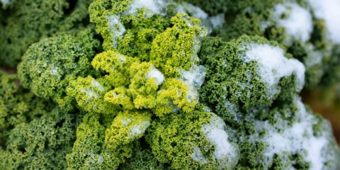 Save Your Chicago Garden From a Surprise Spring Frost | Platt Hill ...