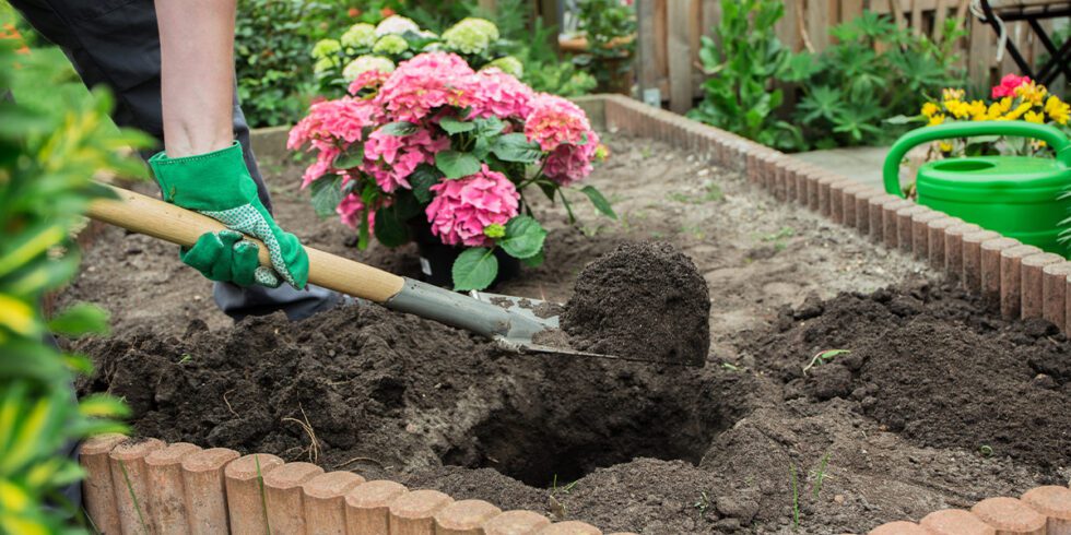 First Year Care for Newly-Planted Shrubs in Chicago | Platt Hill ...