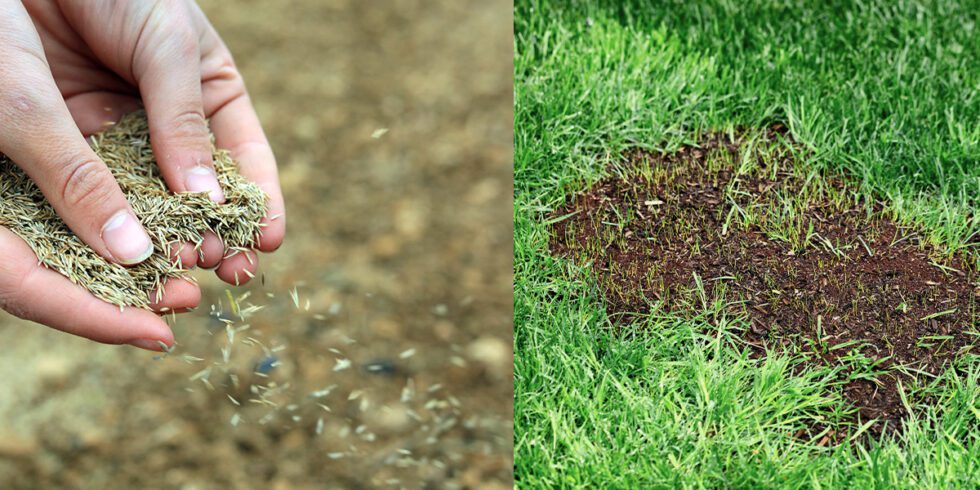 How to Mend Your Lawn from Dog Urine Spots