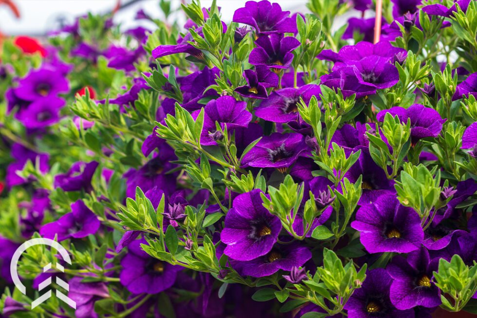 Annuals for Springtime: How to Add Fragrance and Beauty to Your Chicago ...