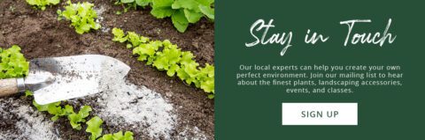 5 Common Plants Pests to Watch for This Season | Platt Hill Nursery | Chicago | Blog & Advice