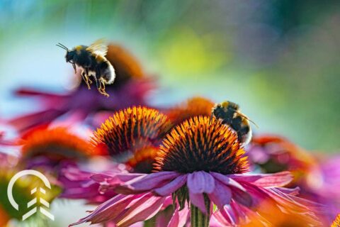 Get to Know the Native Bees in Your Garden | Platt Hill Nursery ...