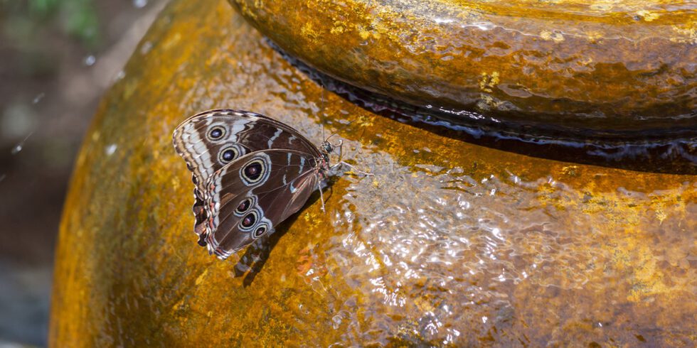Bee And Butterfly Water Station Ideas | Platt Hill Nursery | Chicago ...