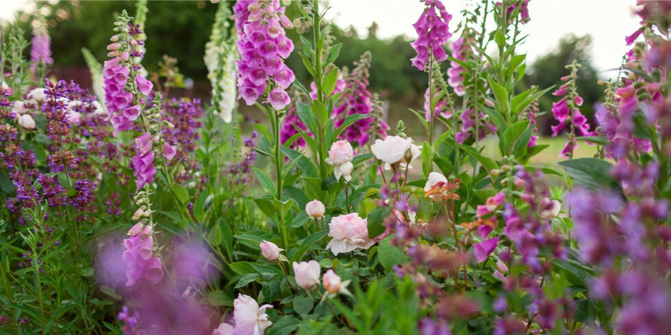 Wellness Month Series: Color Therapy in the Garden | Platt Hill Nursery ...