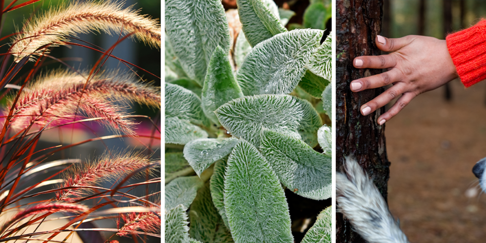 Wellness Month Series: Sensory Garden Benefits and Design | Platt Hill ...