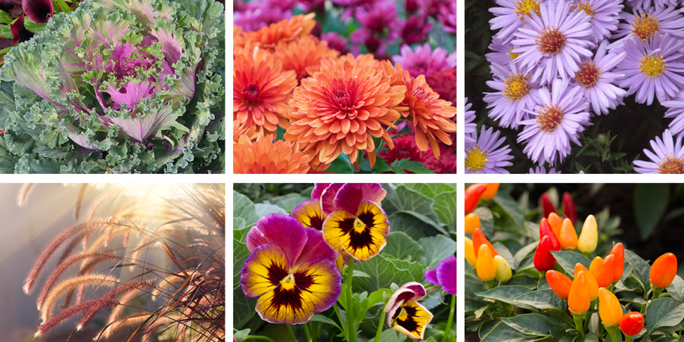 Perfect Autumn Planters | Platt Hill Nursery | Chicago | Blog & Advice