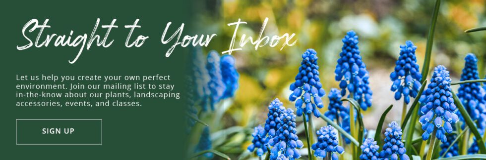 How and When to Plant Spring Bulbs | Platt Hill Nursery | Chicago ...